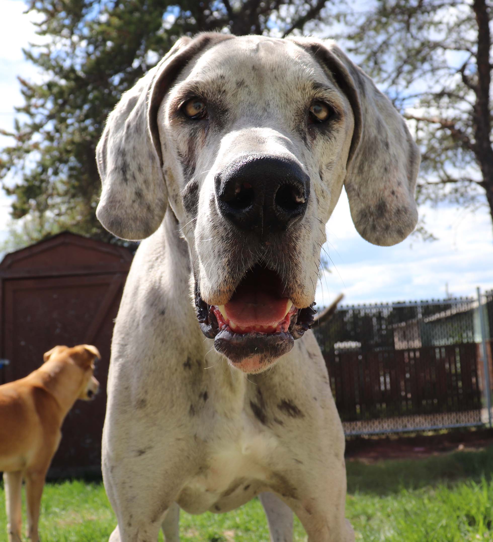 Lure Reward Training Course • Loyal Paws Dog Training